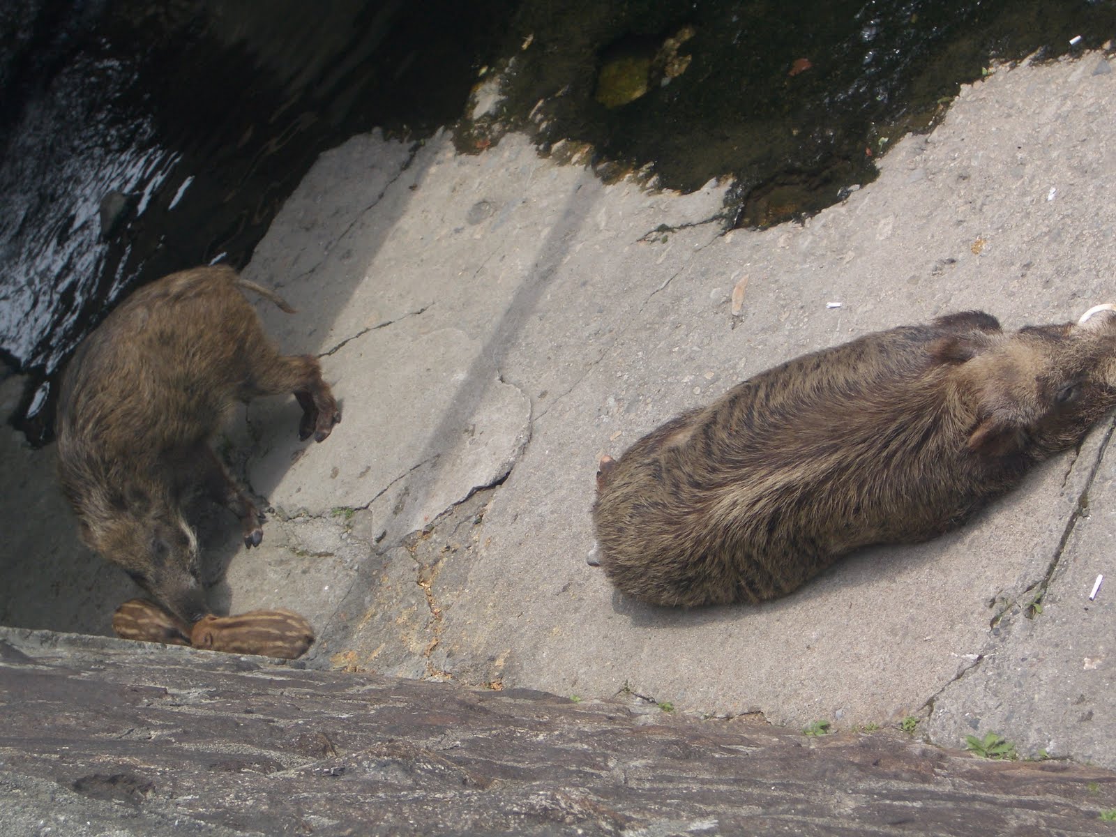 Japanese Culture 日本の文化: Inoshishi (Wild Boar, Sus scrofa )