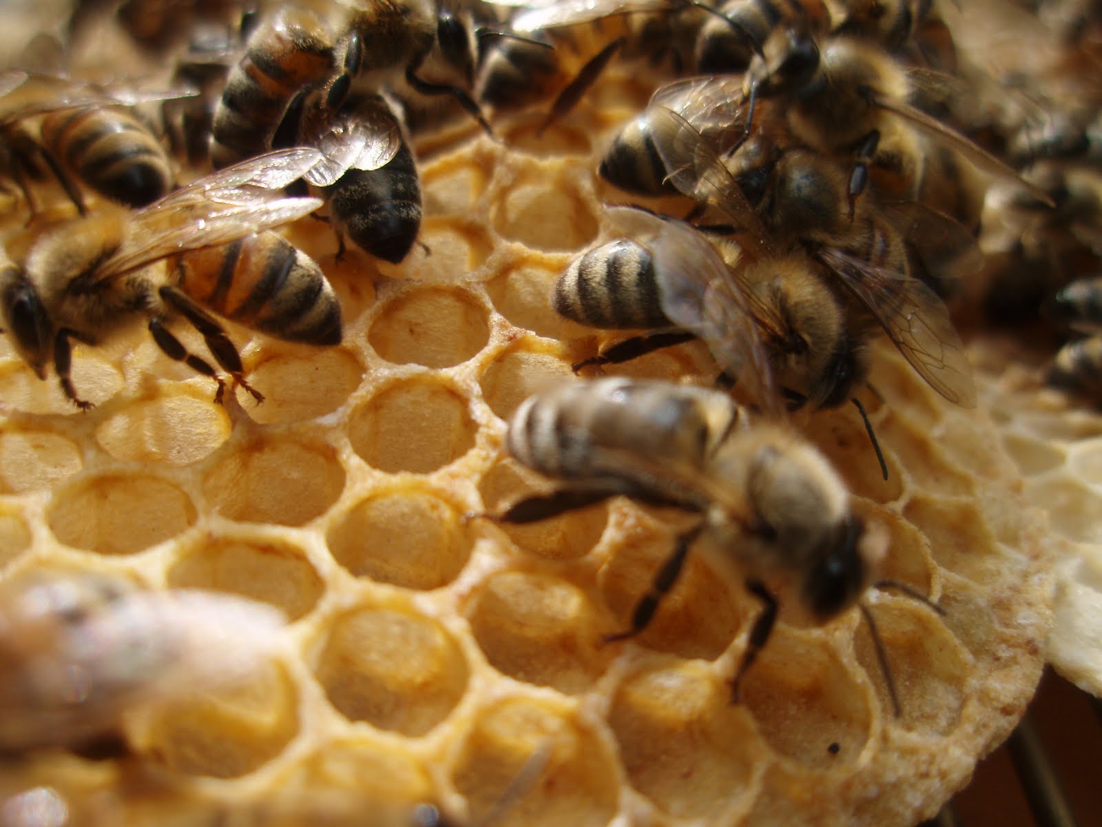 Wolf Peach Farm: Bees Wonderful Bees