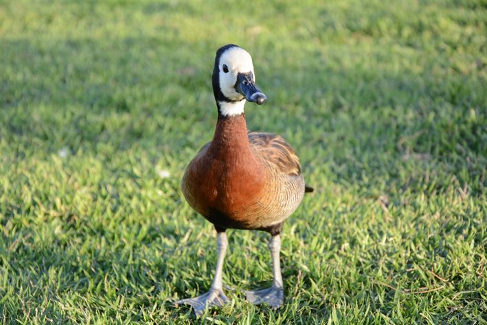 Blog Por Simas: A FAUNA DIVERSIFICADA DO PARQUE ERIVALDO CERQUEIRA