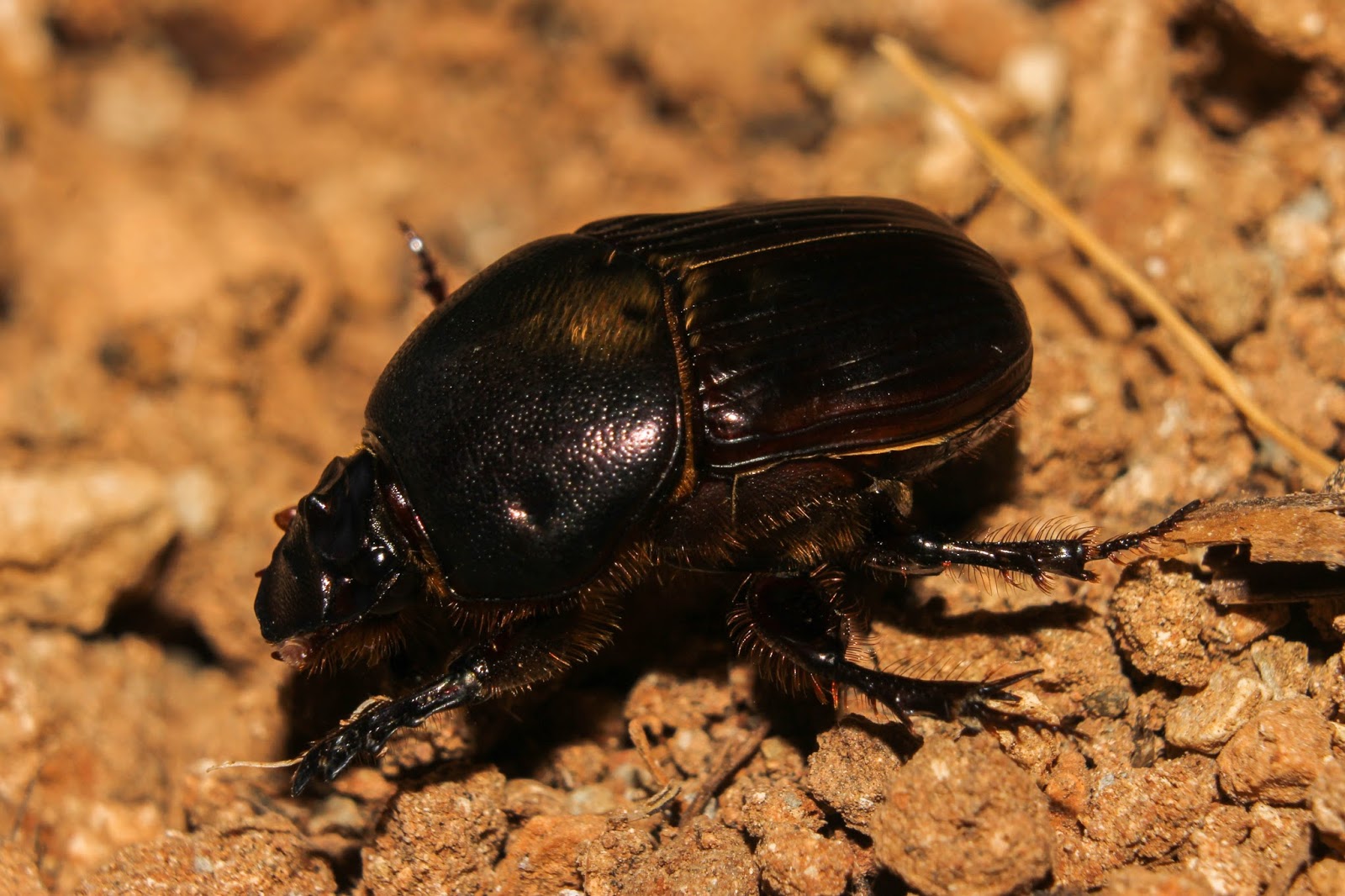 Biodiversity of Cyprus by NGO Protection of the Natural Heritage and ...