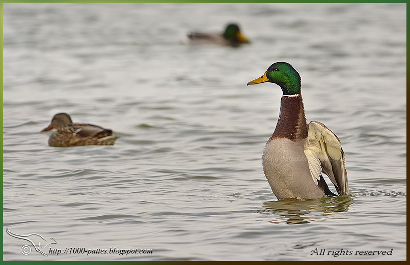 WILDLIFE GATEWAY: Les canards de surface