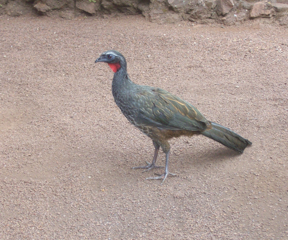 BIO-Blog Aves & Mamíferos: Penelope jacquacu - Jacu