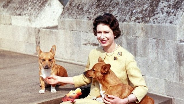 Meet the 10 Most Popular Royal Dogs in History