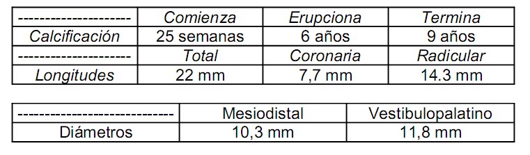 Tutorial Anatomía Cabeza y Cuello: PRIMER MOLAR SUPERIOR PERMANENTE