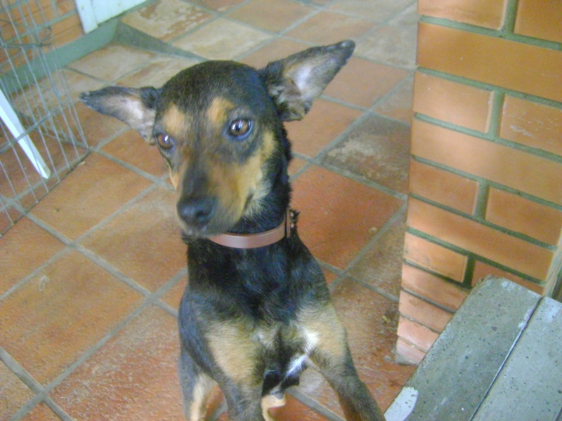 Adote, Não Compre!: MEIGUÍSSIMA MIX PINSCHER COM FOX-IDEAL P/ APARTAMENTO