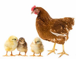 MyBrain International: Mother hen