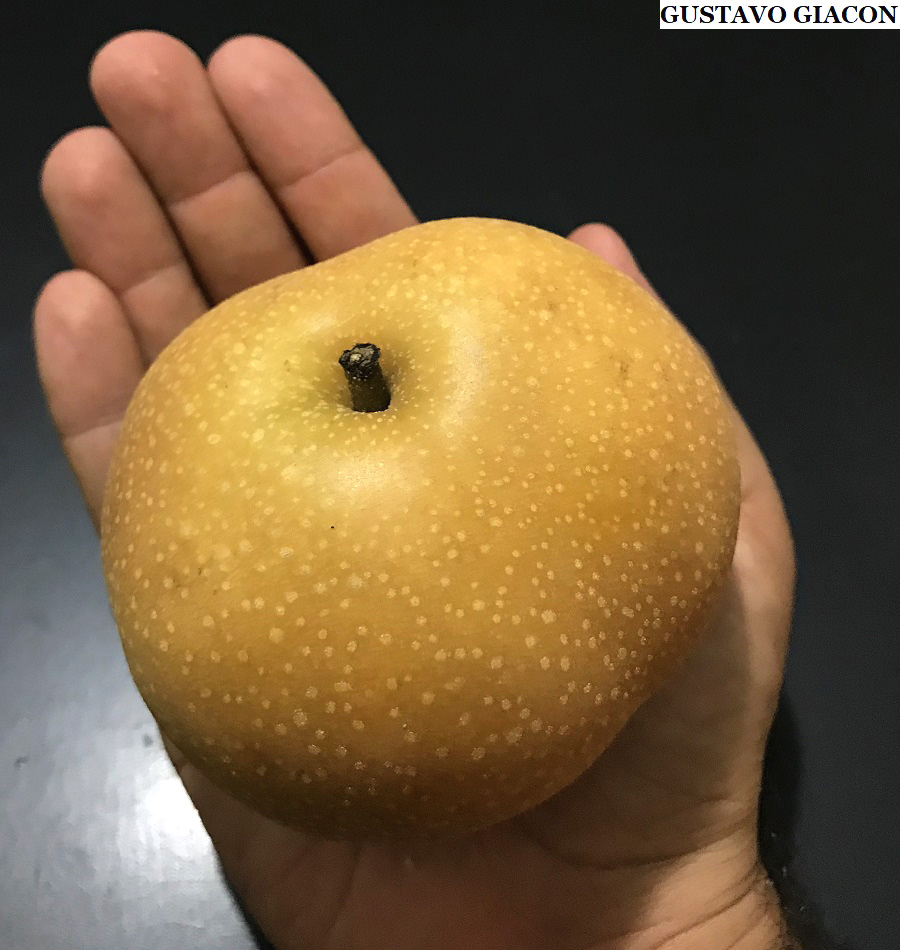 Viveiro Ciprest - Plantas Nativas e Exóticas: Pera Asiática ou Nashi ...