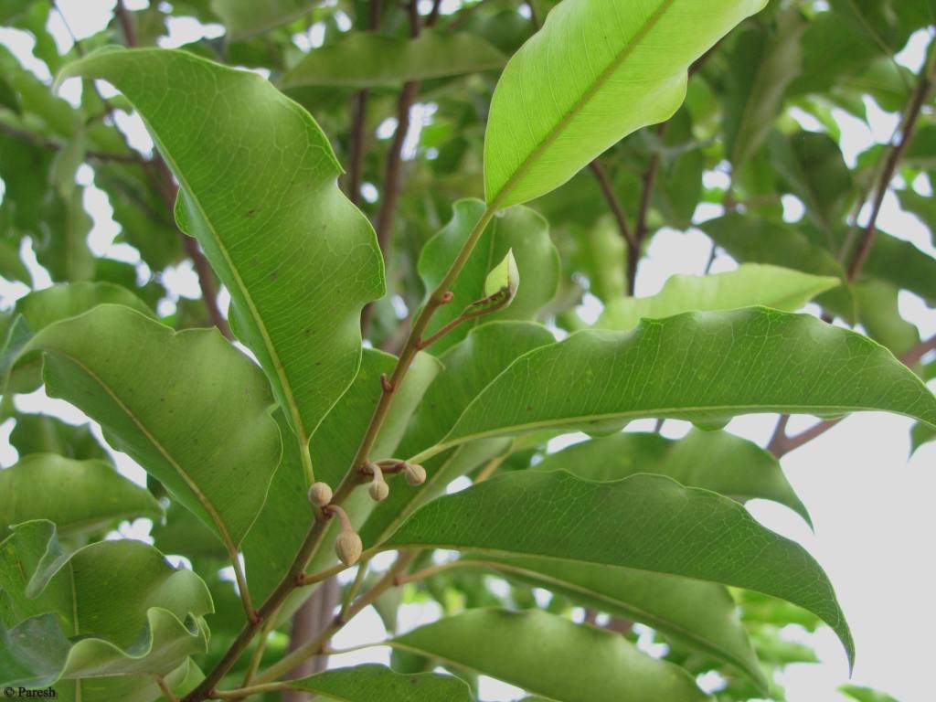 Gifting Trees...: Madhugandha..Sweet Odoured Tree