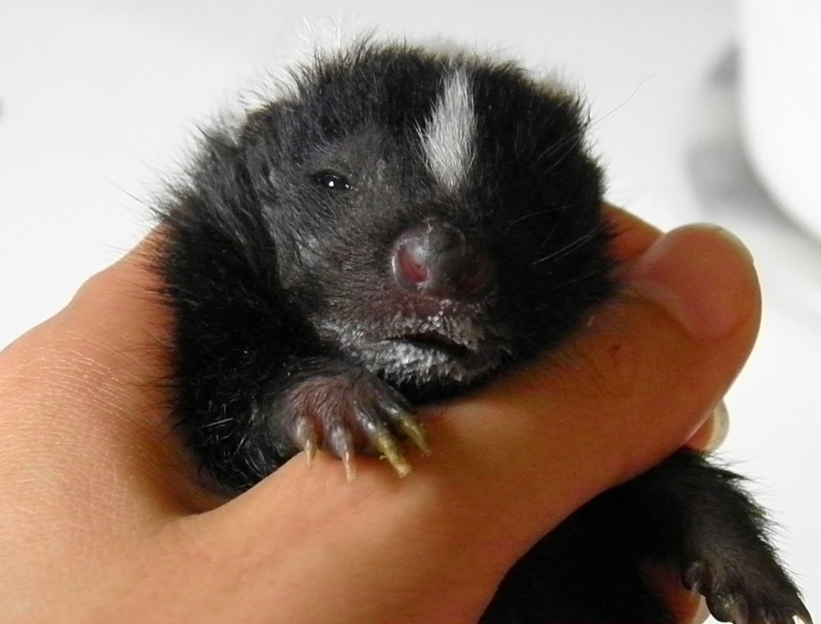 Cute Baby Skunk