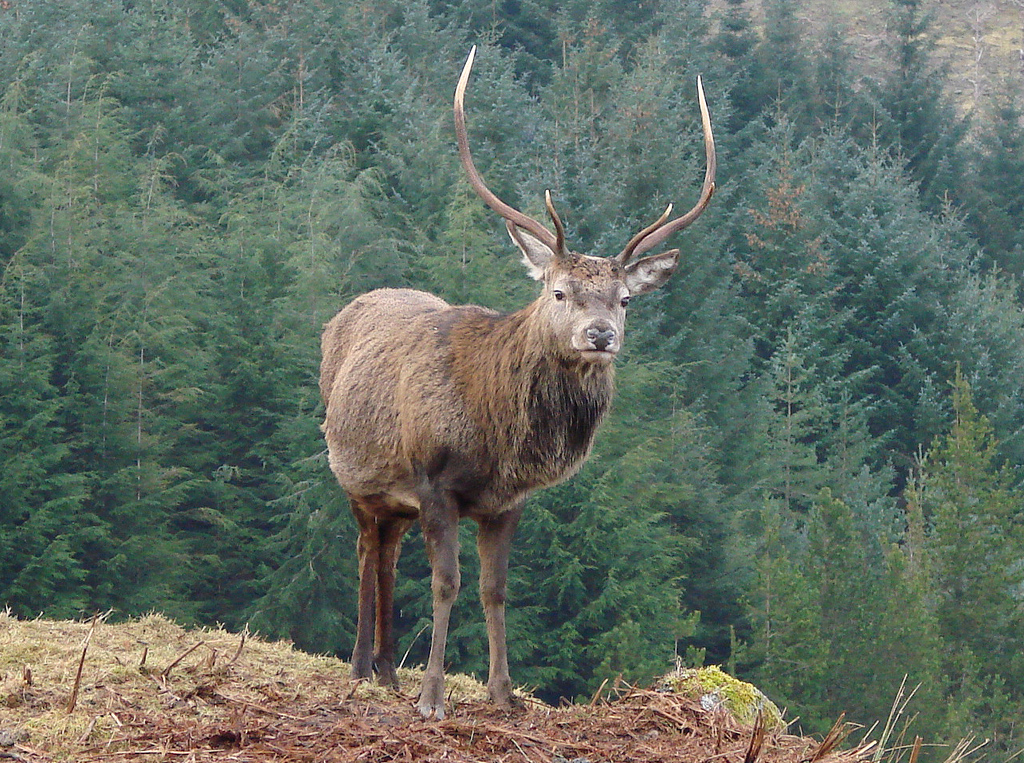Red Stag of Scotland on Pinterest | Deer, Elk and Scotland