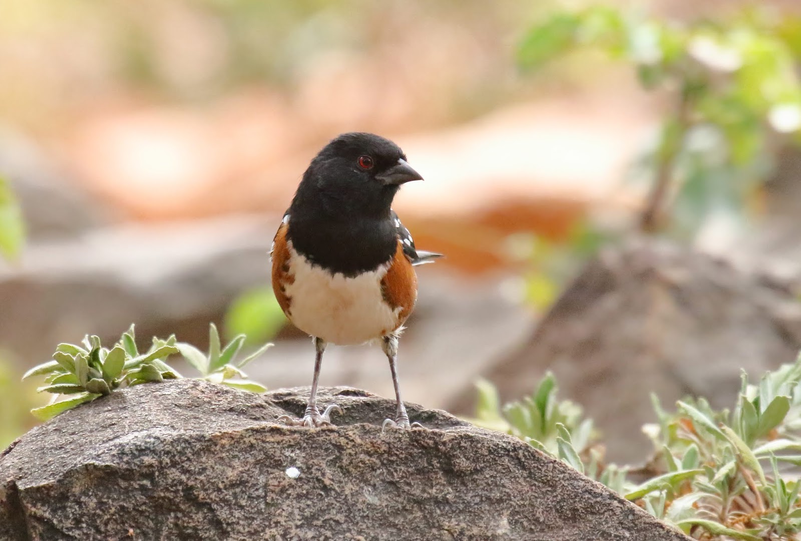 Spotted Towhees in Julian - Greg in San Diego