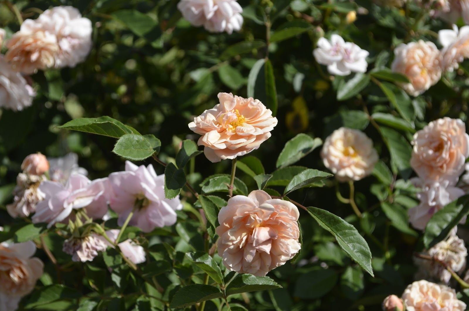 "Eurimbla" Roses: Cornelia- Hybrid Musk Rose