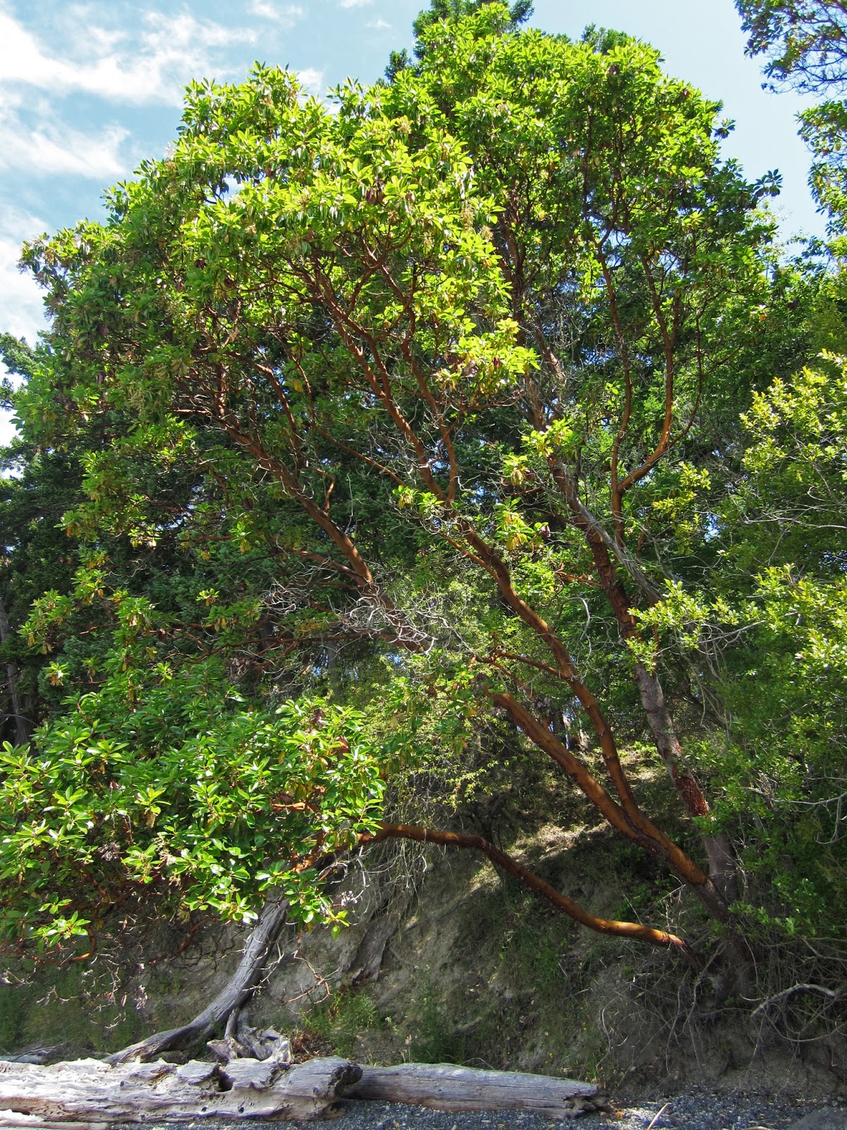 A is for Adventure: Kayaking the San Juan Islands