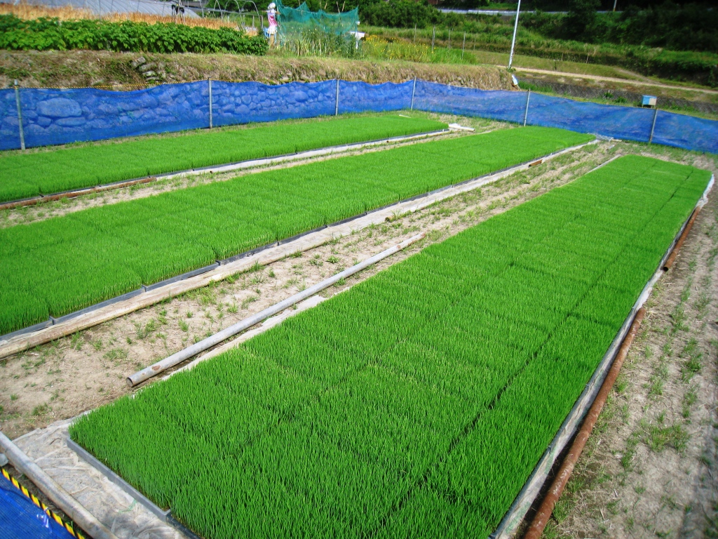 Life in Rural Japan: Rice seed planting the easy way