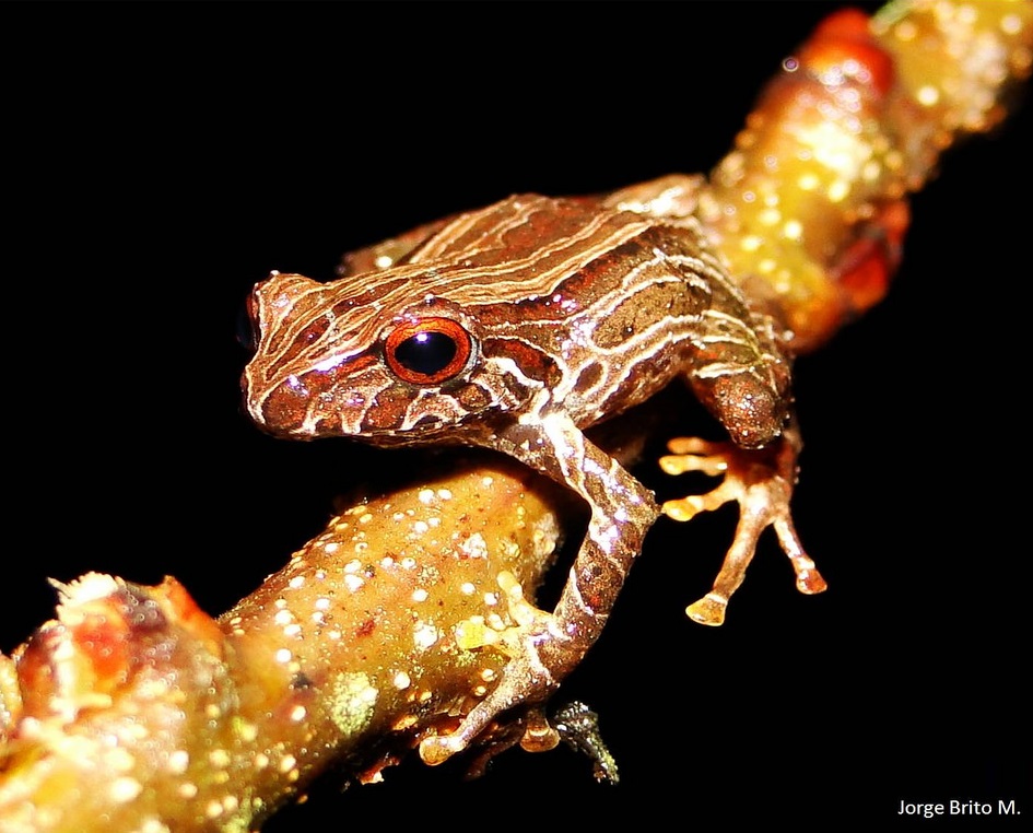 Species New to Science: [Herpetology • 2016] Pristimantis tinguichaca ...