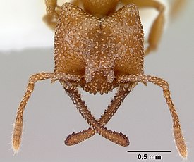 Semut Drakula , Hewan dengan pergerakan mulut tercepat didunia - Sains ...