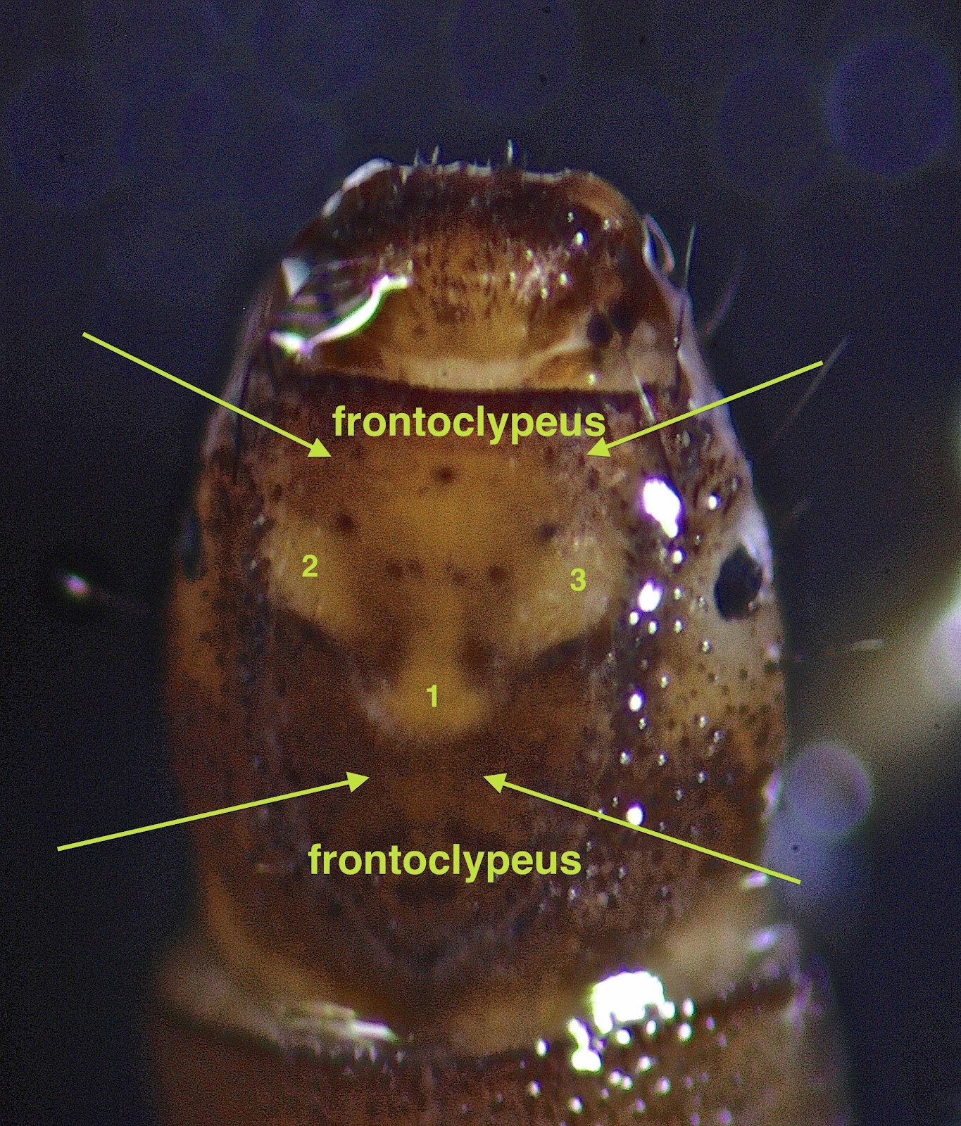 Aquatic Insects of Central Virginia: Ceratopsyche sparna/Hydropsyche ...