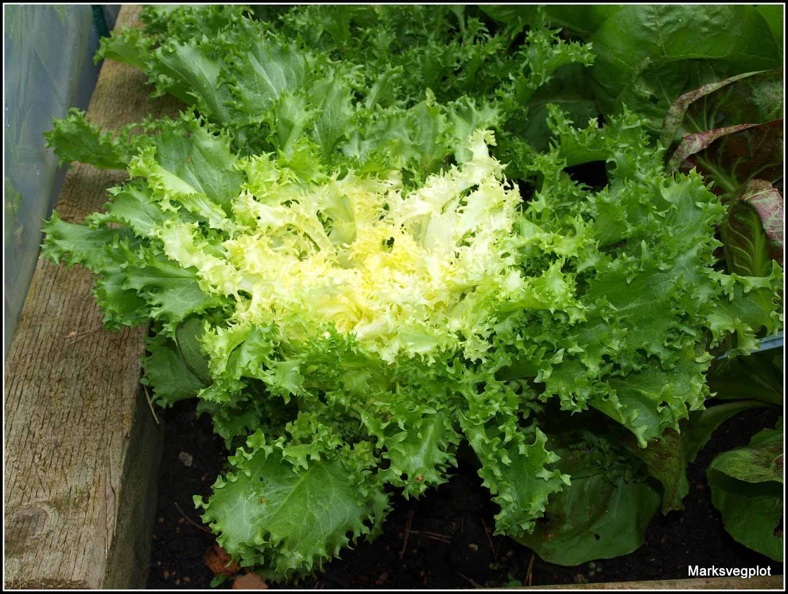 Mark's Veg Plot: Pricking-out Endive seedlings