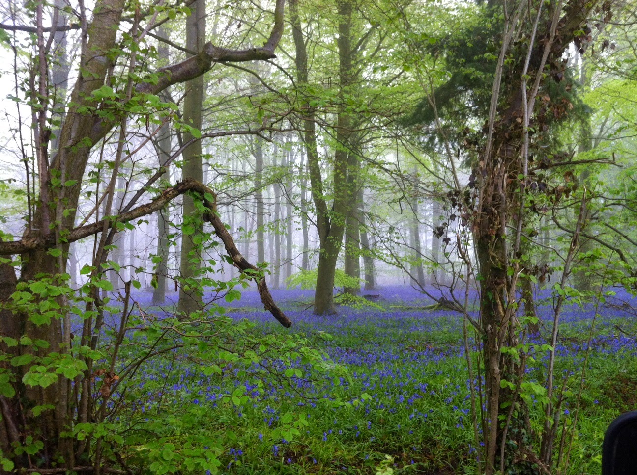 life between the flowers : Bluebells of Ancient English Woodlands ...