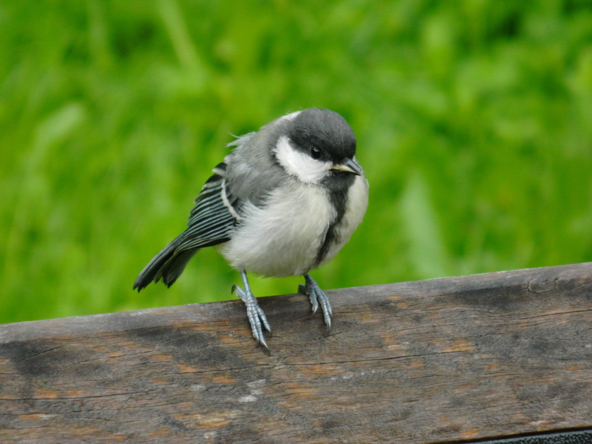 LA MULTI ANI, ROMANIA!: Pasari