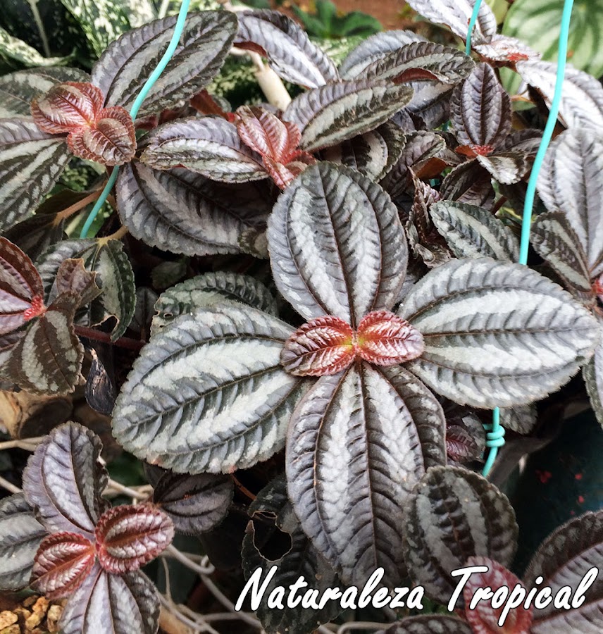 Aprende a cuidar tu pilia de plata, Pilea cadierei | Plantas