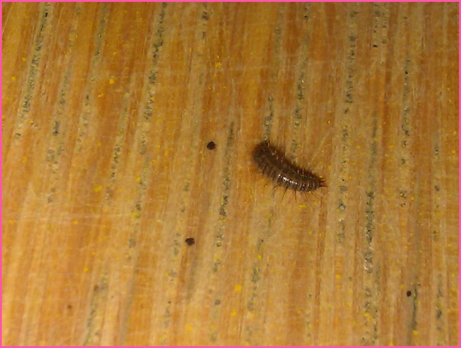 19 Tiny Beetle Like Bugs In Kitchen - GRW8 NOLA WYATT'S BLOG