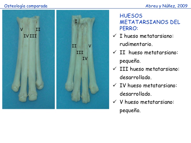 Osteologia canina: 2016