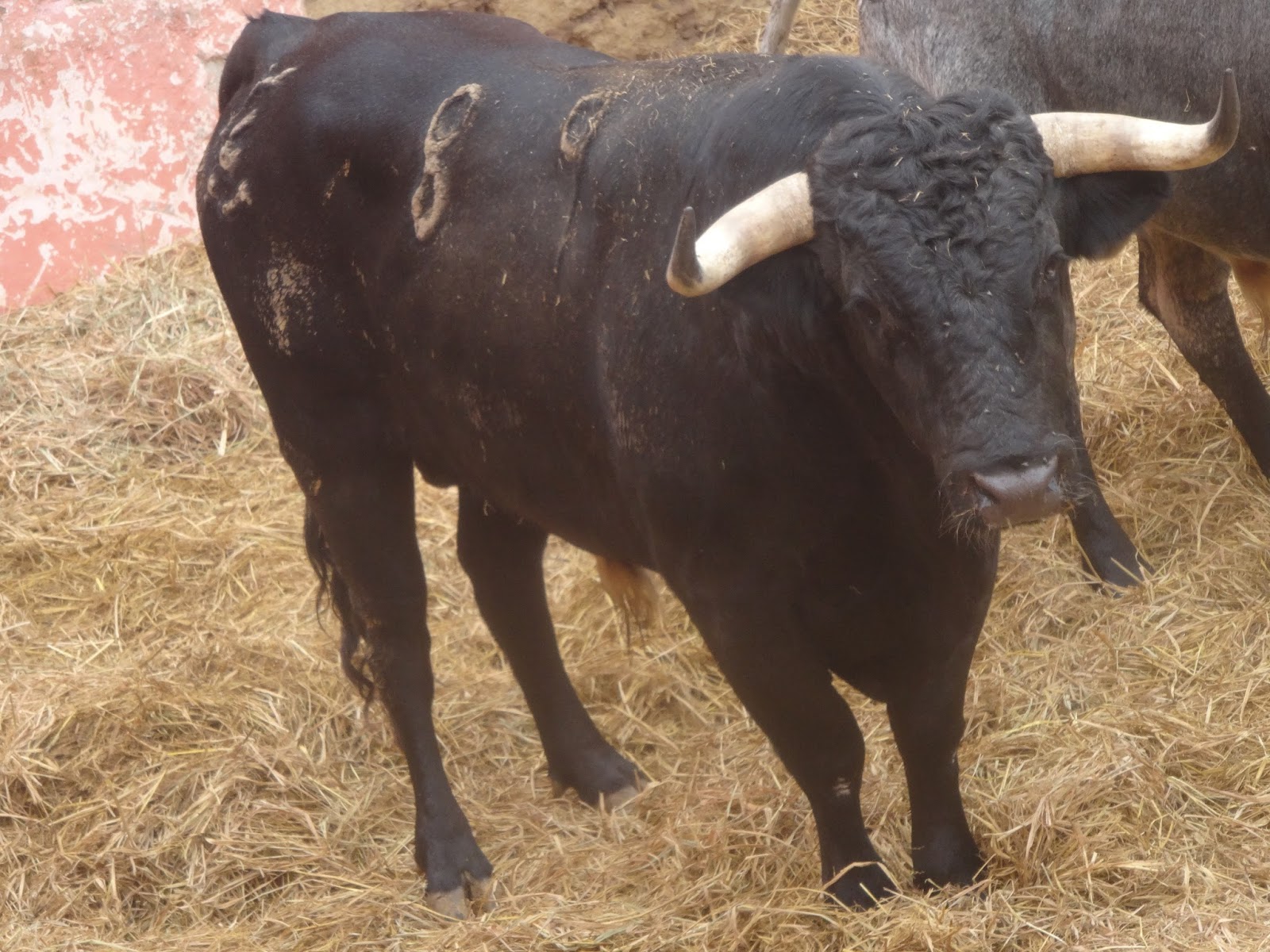 PANORAMA TAURINO DEL PERÚ: IMÁGENES DE TOROS DE LA QUINTA PARA ACHO