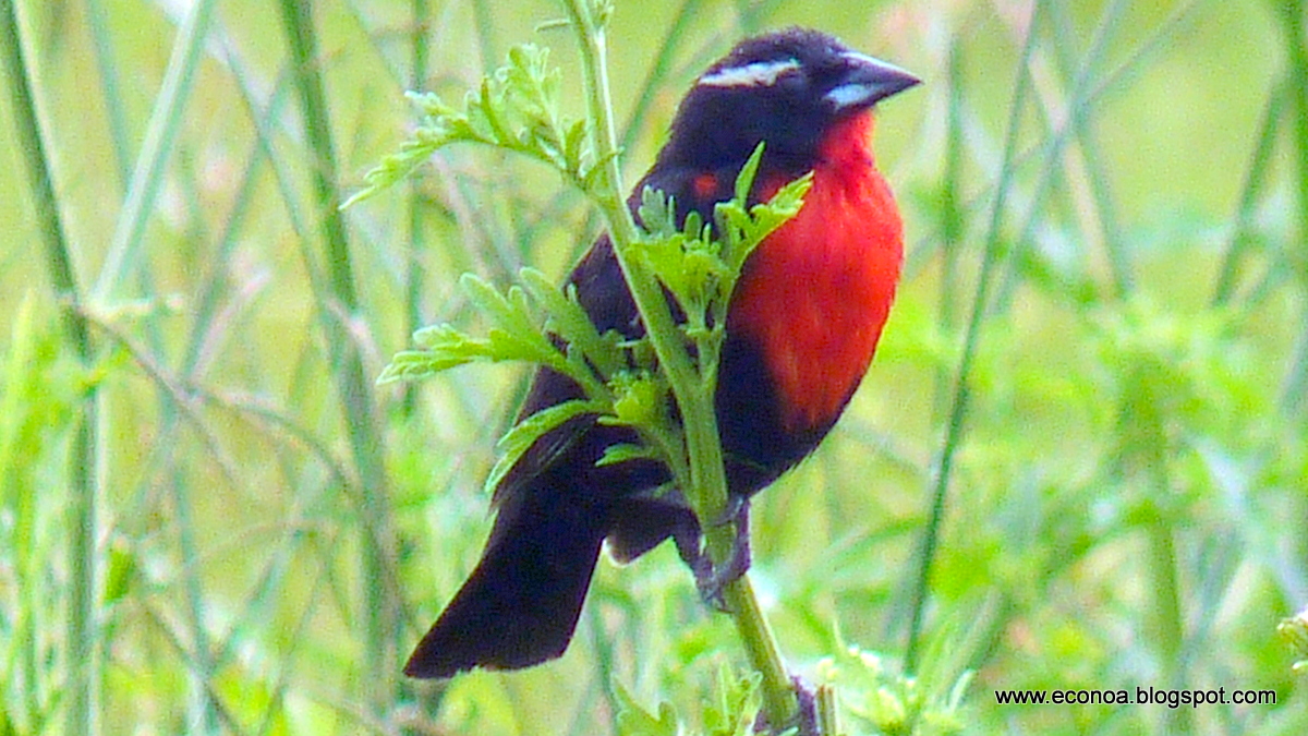 Aves del NOA y algo mas..: Pecho Colorado