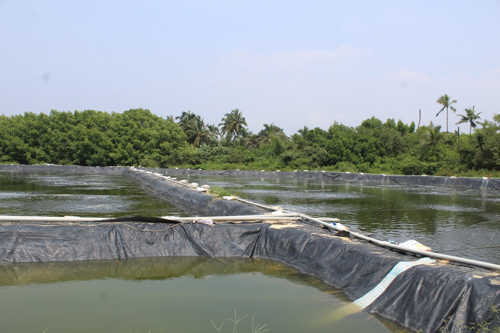 magadadynasty: BFT: Biofloc Technology in Shrimp Farming- A success story