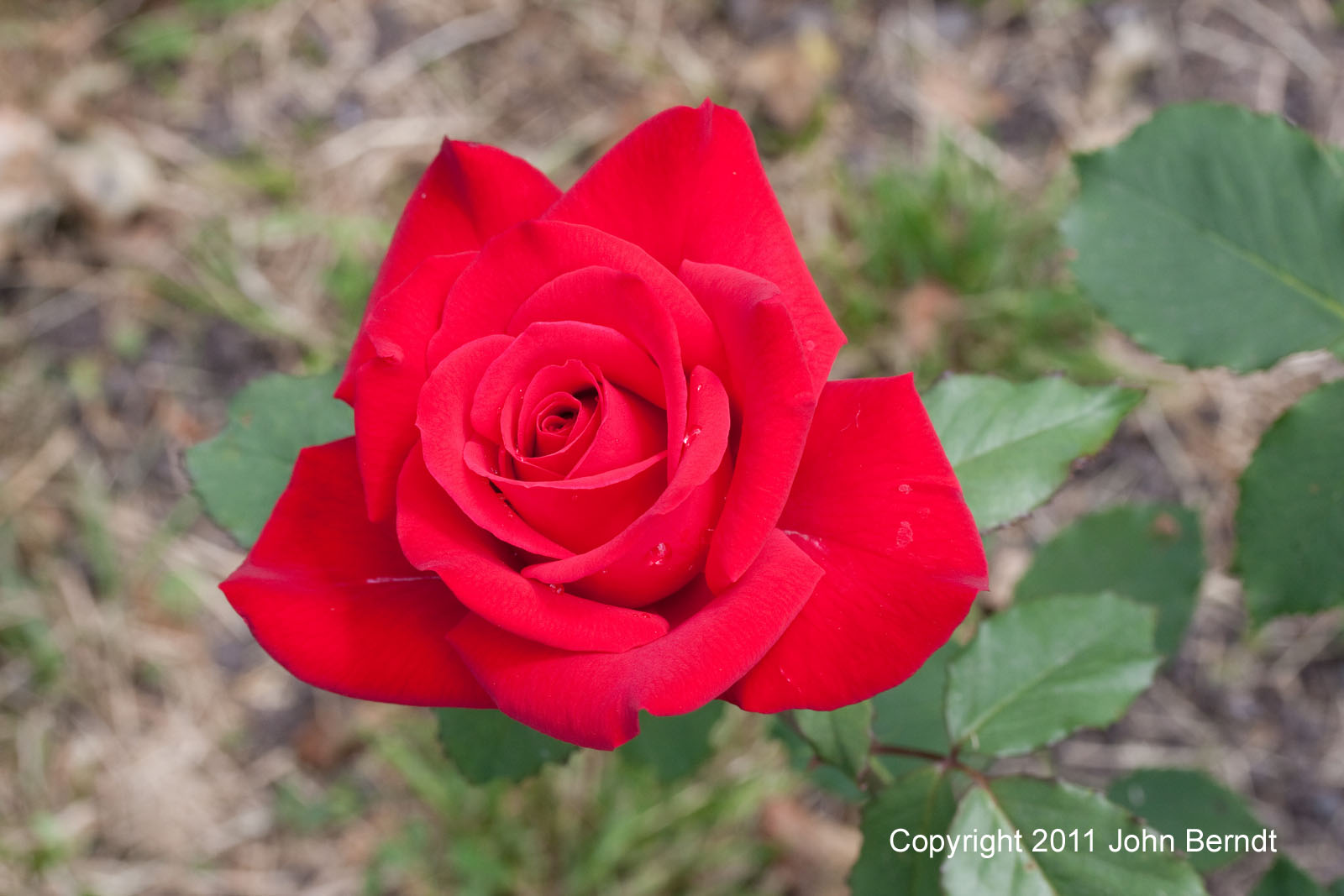 Maplewood Rose Garden Pictures