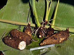 Jenis-jenis Lompong Talas Yang Perlu Anda Ketahui | Catatan Website Pribadi