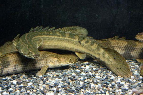 Polypterus Palmas a.k.a IKAN NAGA ~ IWAK----KOMPUTER