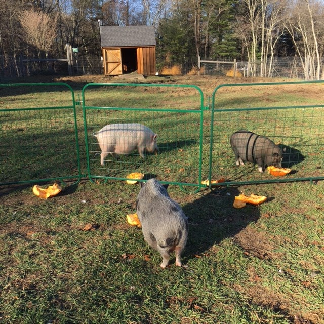 Dispatch from the Digital Health Frontier: 2016