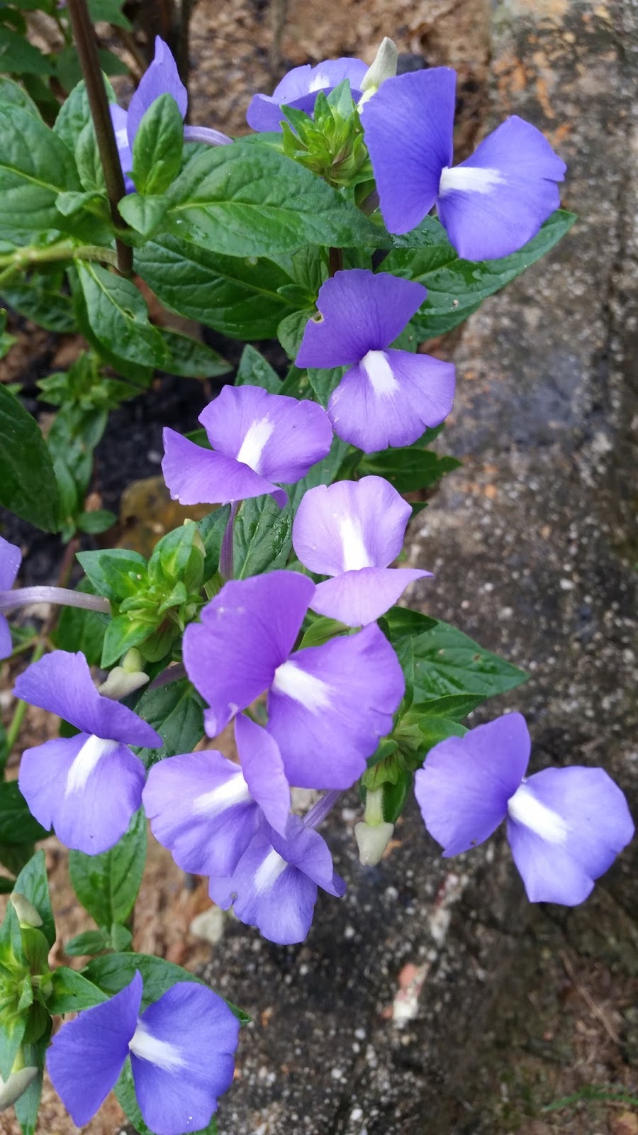 Warisan Petani: WW 81 : Bunga Snapdragon Brazil