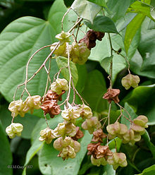 "Merbabu ningraT"s Blog: “Lever” Sembuh dengan Daun Paliasa (Bugis ...