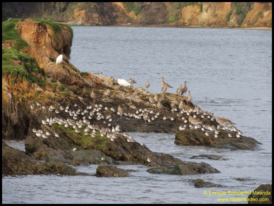 Ría de Ribadeo: La ría de Ribadeo