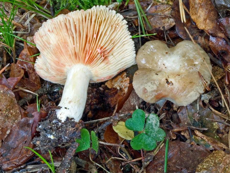 El Valle de Sabero: El Género Lactarius en la Montaña Oriental Leonesa