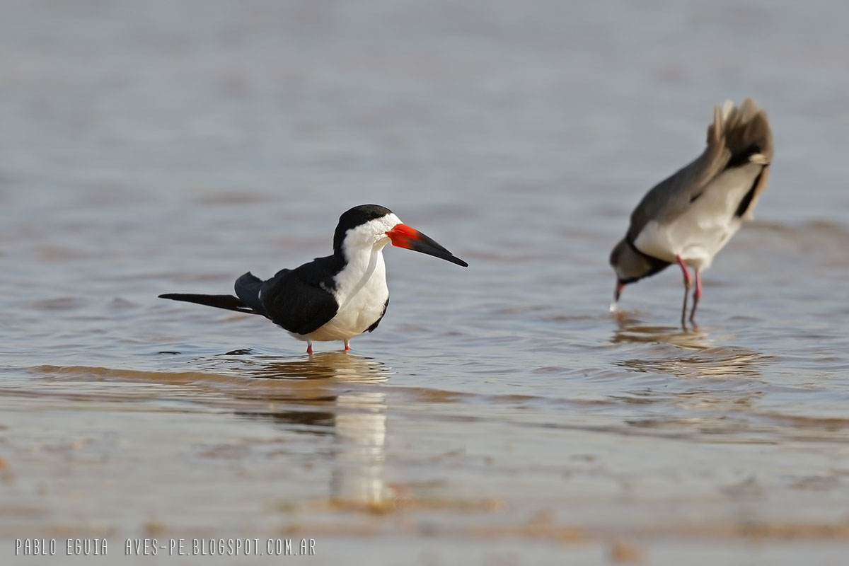 mis fotos de aves: Rynchops niger Rayador Black Skimmer