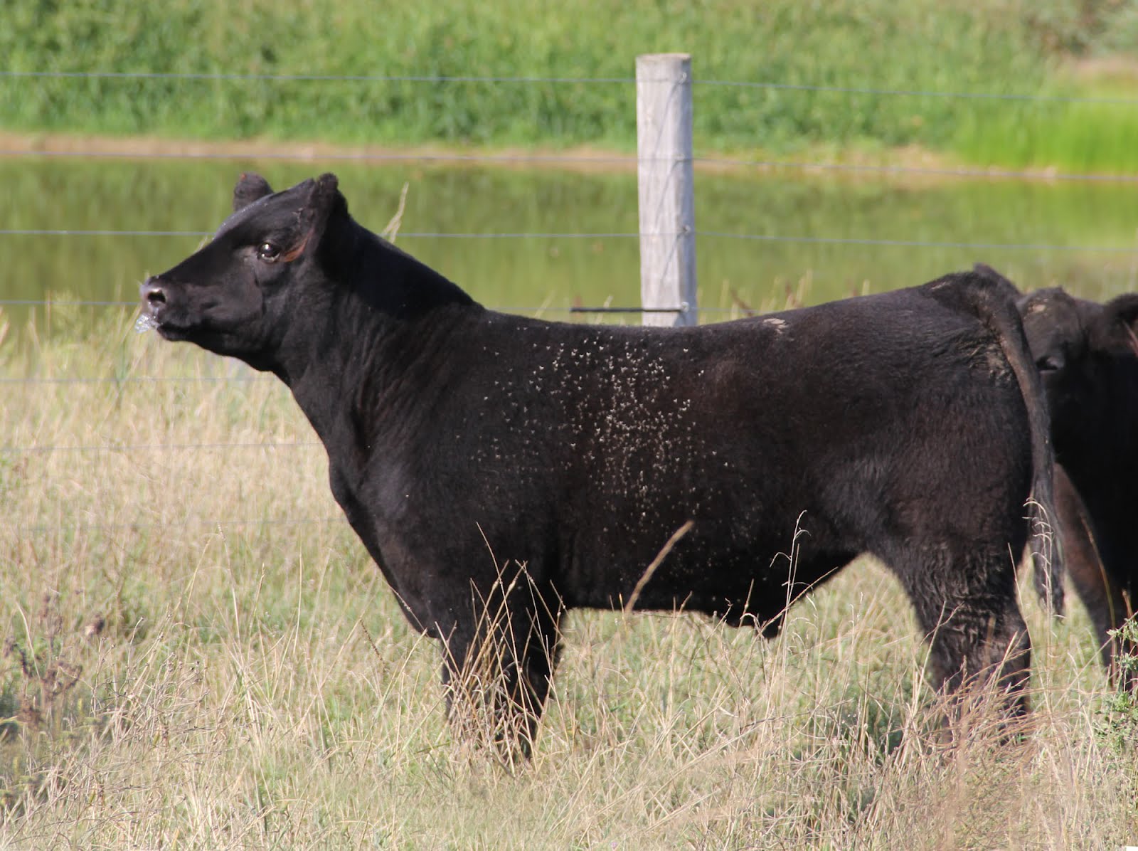 Frye Cattle: Tag 306 Solid Gold Steer