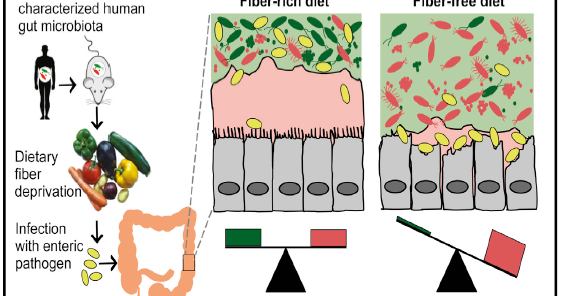 VeggiePharm: Fiber, Gut Bugs, and Mucus...Oh, my!