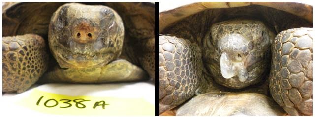 Jess Gonynor McGuire: Tortoise Upper Respiratory Tract Disease