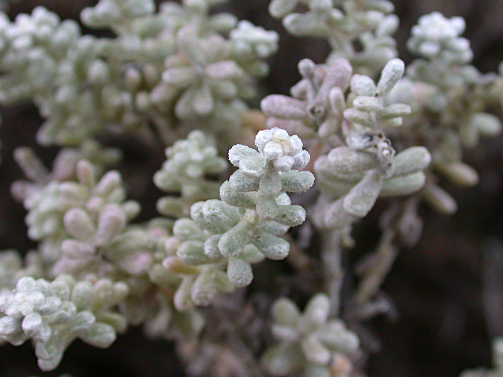 Bushranger: July 2011