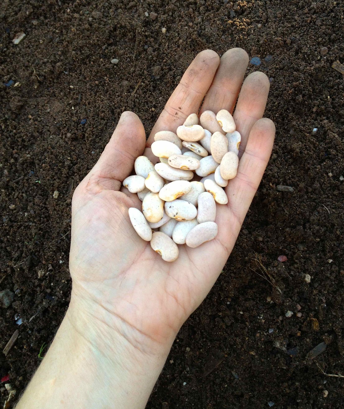 Collecting my Bean Seeds | Veggie And Happy