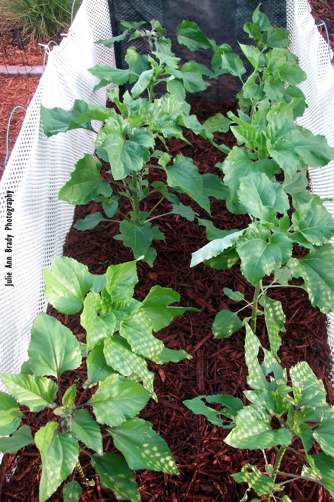 Julie Ann Brady : Blog On: Russian Mammoth Sunflowers