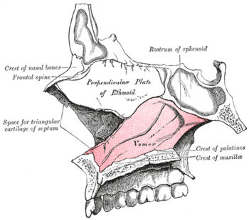 Home Work Strong: Sistema Articular