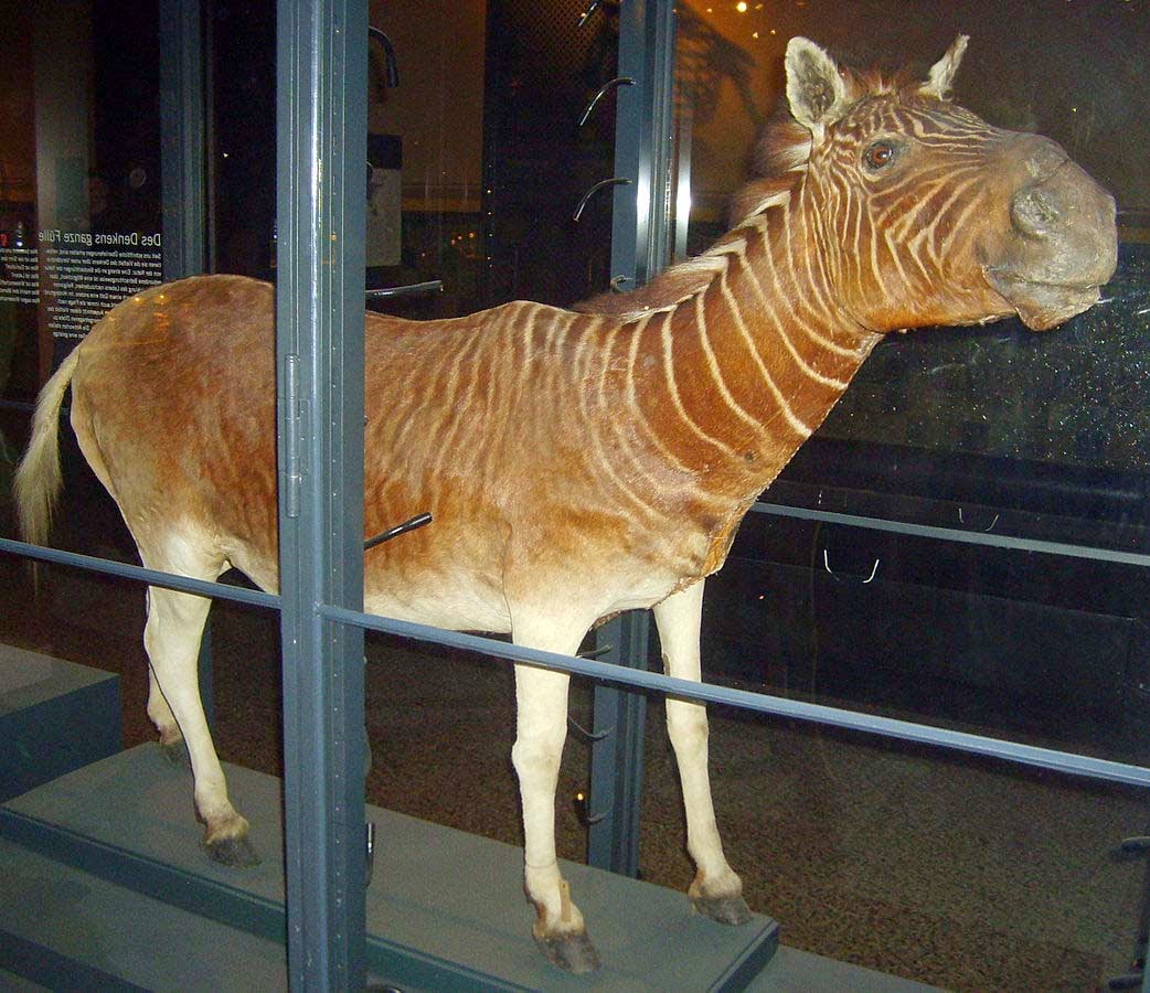 Zvířata celého světa: 7 vyhynulých druhů zvířat, které stojí za připomenutí
