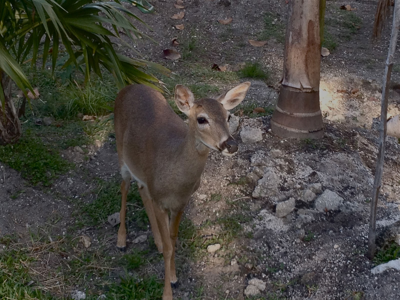 Where's Eldo?: Key Deer, They are Here and So's the Beer!
