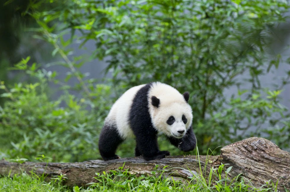 Poze Bao Bao , ursul panda de la Gradina Zoologica din Washington - Inedit