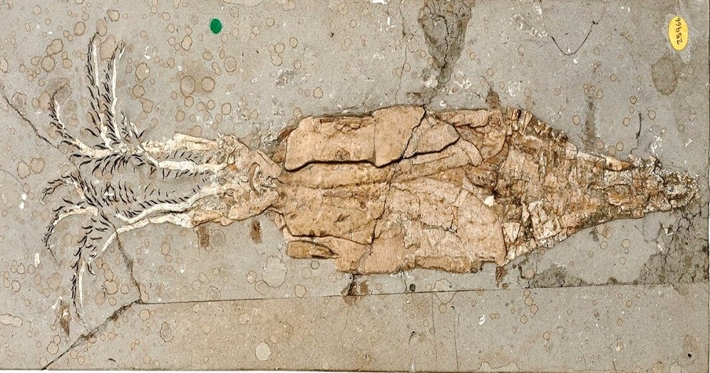 Figuring Out When the Octopus and Squid Lost Their Shells - Geology In